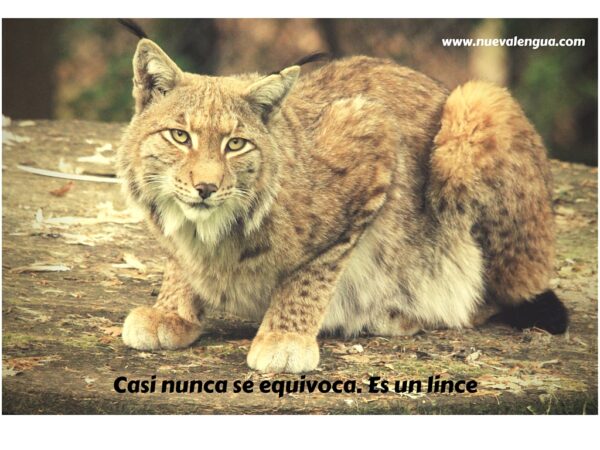 A guide to Colombian gestures - Nueva Lengua Spanish School